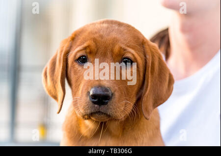 cute light-brown labrador retriever puppy Stock Photo - Alamy