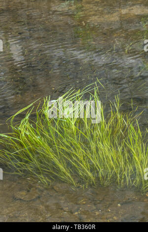Submerged light green grass-like weeds in flowing waters of River Fowey ...
