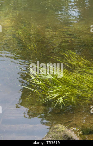 Submerged light green grass-like weeds in flowing waters of River Fowey ...
