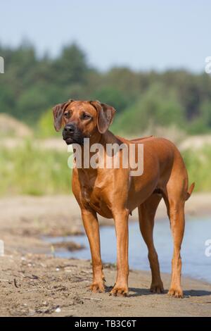 Rhodesian Ridgeback Adult dog standing forest Germany Stock Photo - Alamy