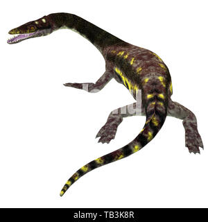 Nothosaurus, extinct genus of sauropterygian reptile from the shell ...