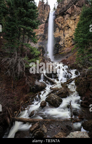 South San Juan Wilderness Colorado White crowned Sparrow Stock Photo ...