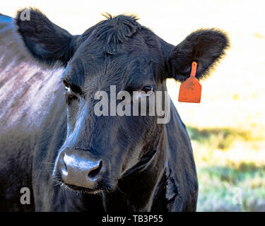 Black Angus cow face turned to the left Stock Photo - Alamy