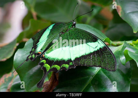 Emerald Swallowtail (Papilio palinurus), native to the Philippine ...