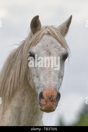 Garron Horse Portrait Stock Photo - Alamy