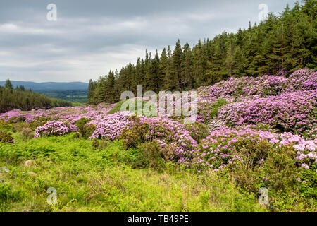 Rhododendron growing in the Vee valley on the Tipperary Waterford ...