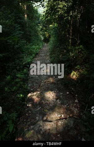 Cat Ba Forest Education Trail Stock Photo - Alamy