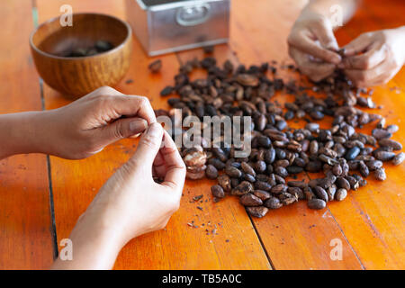 Cracking and deshelling roasted cocoa (Theobroma cacao) beans by hand ...