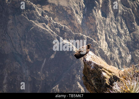 Andean condor (Vultur gryphus) perched on a rock in Peru Stock Photo ...