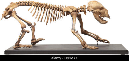 The skeleton of a bear cub, Siberian Ice Age, circa 30,000 B.C, An ...