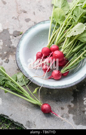 Fresh radish isolated on white background Stock Photo - Alamy