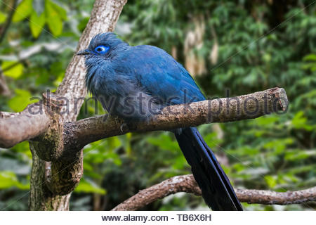 Madagascar Cuckoo and Blue Coua Stock Photo: 53479470 - Alamy