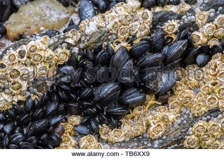Bed of exposed Common / Blue mussels (Mytilus edulis) on rock at low ...