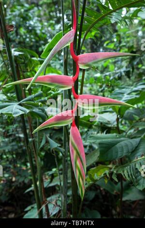Heliconia chartacea, Heliconiaceae, Zingiberales. Costa Rica, Central ...