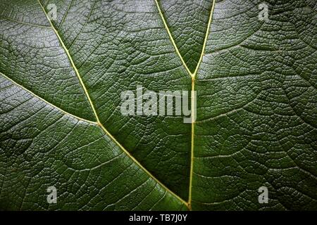 Gunnera Insignis Giant rhubarb leaf Gunneraceae Volcan Poas Costa Stock ...