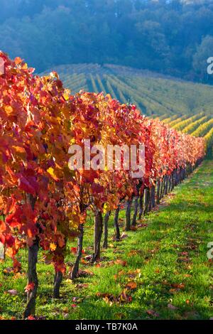 Vineyard, Fellbach near Stuttgart, Baden-Wurttemberg, Germany Stock ...