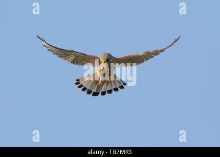 A beautiful view of Kestrel bird flying in the sky Stock Photo - Alamy