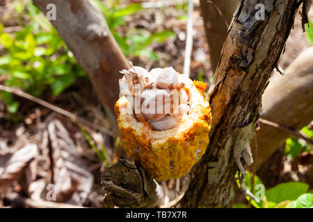 Fresh cut Trinitario cocoa (Theobroma cacao) pods on Sumatra, Indonesia ...