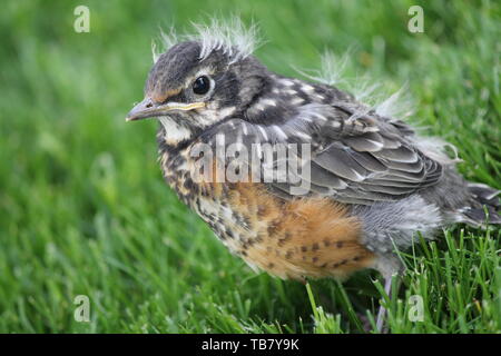Closeup of a baby American Robin sitting on a porch rail. Frowning and ...
