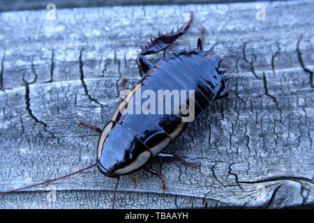 Australian Shining Cockroach, Drymaplaneta communis, resting on a rose ...