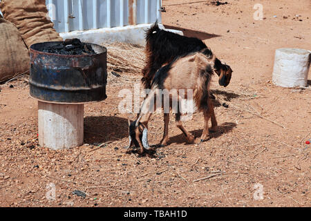 Wild goats in the desert of the Sudan Stock Photo - Alamy