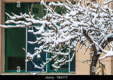 The beautiful scenery of the branches of the community after the snow ...