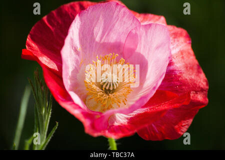The blooming Yu beauty Stock Photo - Alamy
