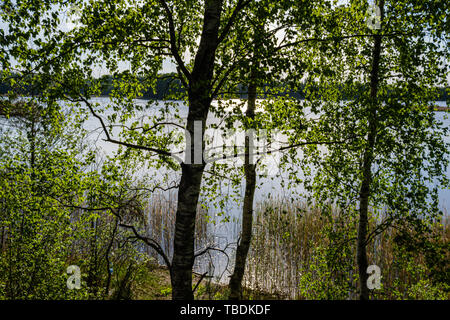 calm forest river hiding behind tree branches. summer with calm water ...