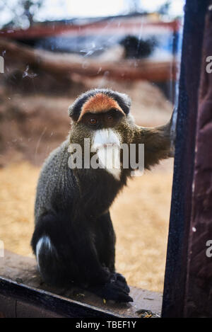 Cute baby de brazza monkey Stock Photo - Alamy