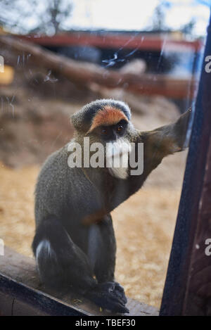 Cute baby de brazza monkey Stock Photo - Alamy