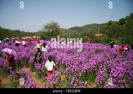 Ganquan Xiamen Village Blue mustard ornamental garden flowers bloom ...