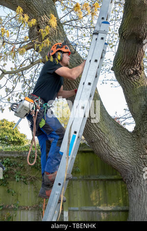 Professional tree surgeon up a ladder using power hedge trimmer to cut ...