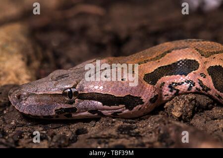 Madagascan boa, Madagascar Ground Boa (Acrantophis madagascariensis ...