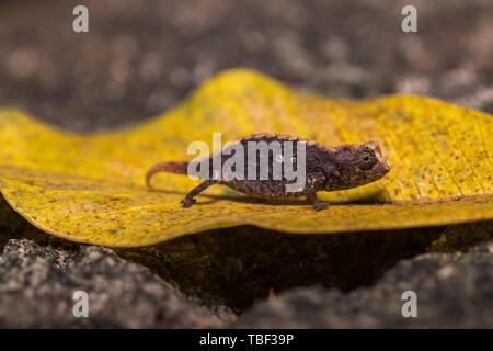 Earth chameleon (Brookesia micra), female camouflaged in front of leaf ...