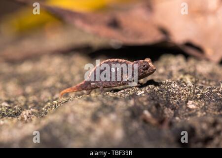 Earth chameleon (Brookesia micra), female camouflaged in front of leaf ...
