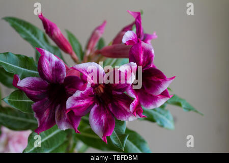 Violet flower adenium obesum Muang Sukda blooms. Close up Stock Photo ...