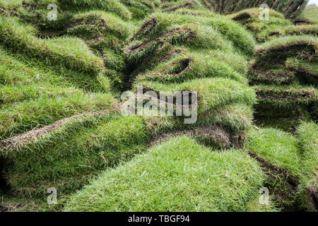 Installing Fresh Natural Grass Turfs From a Roll Inside Residential ...