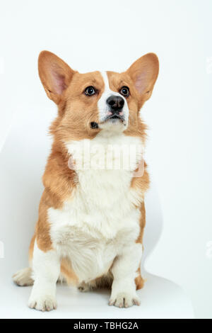 Young man with cute Corgi dog on brown background Stock Photo - Alamy
