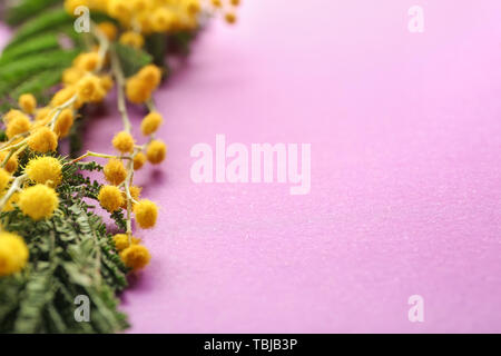 Beautiful mimosa flowers on color background Stock Photo - Alamy