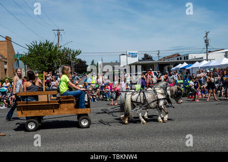 Ponies pulling a tiny wagon in the 2019 Lynden Farmers Day Parade ...