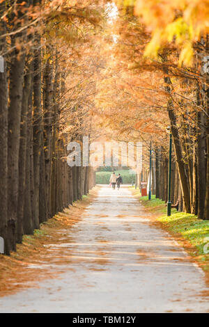 Maple leaves in Shanghai, China, 27 November, 2025 Stock Photo - Alamy