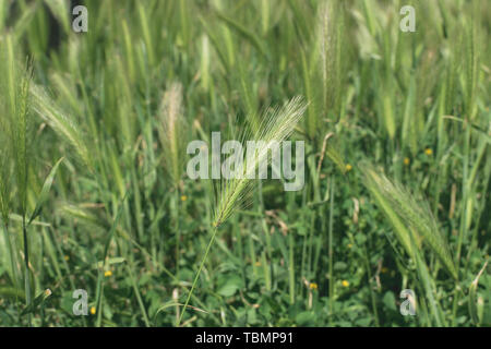 Wild barley grass; hare barley or common foxtail weed Stock Photo ...