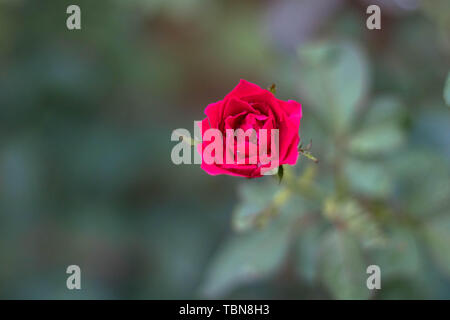 Photo by Zhao Tuo Park Stock Photo - Alamy