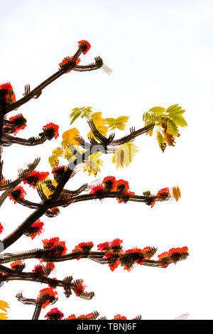 Cotton flowers bloom to welcome the New Year Stock Photo - Alamy