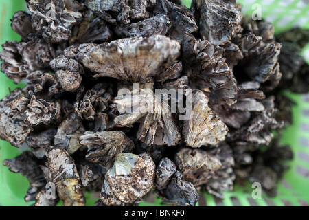 Fresh wild edible bacteria with dirt Stock Photo - Alamy