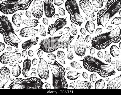 Illustration of Fresh Peanuts or Groundnut with Groundnut Plants With ...