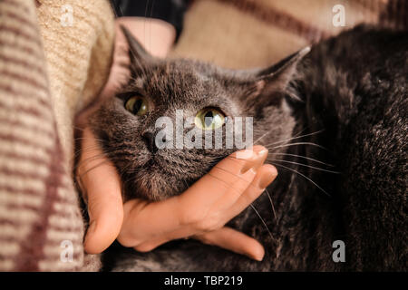 Owner with cute funny cat at home Stock Photo - Alamy