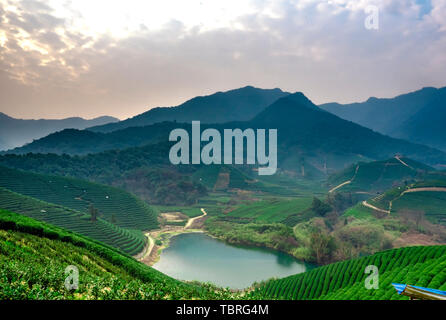 Longwu Tea Garden Stock Photo - Alamy