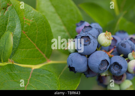 All stages of blueberry flowers and fruit Stock Photo - Alamy