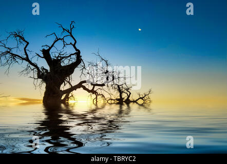 Dream Poplar on the water side Stock Photo - Alamy